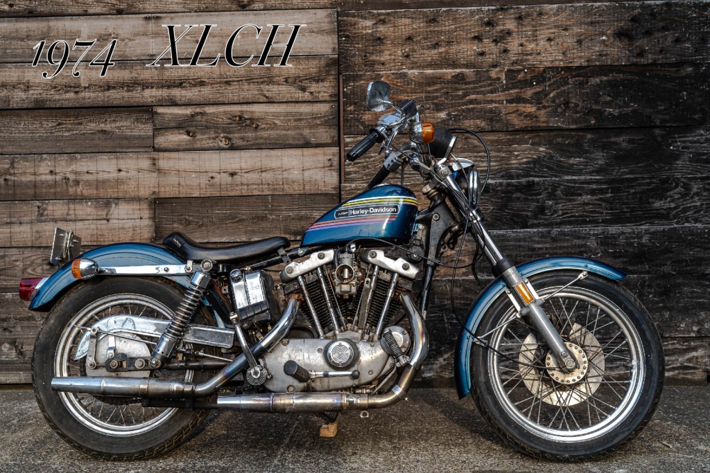 PHOTO GALLERY – OCEANBEETLE